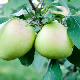 - Fruit Share